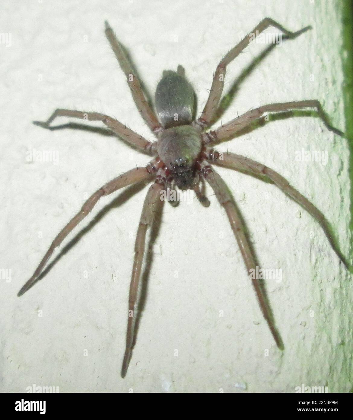 Stealthy Ground Spiders (Gnaphosidae) Arachnida Stock Photo - Alamy