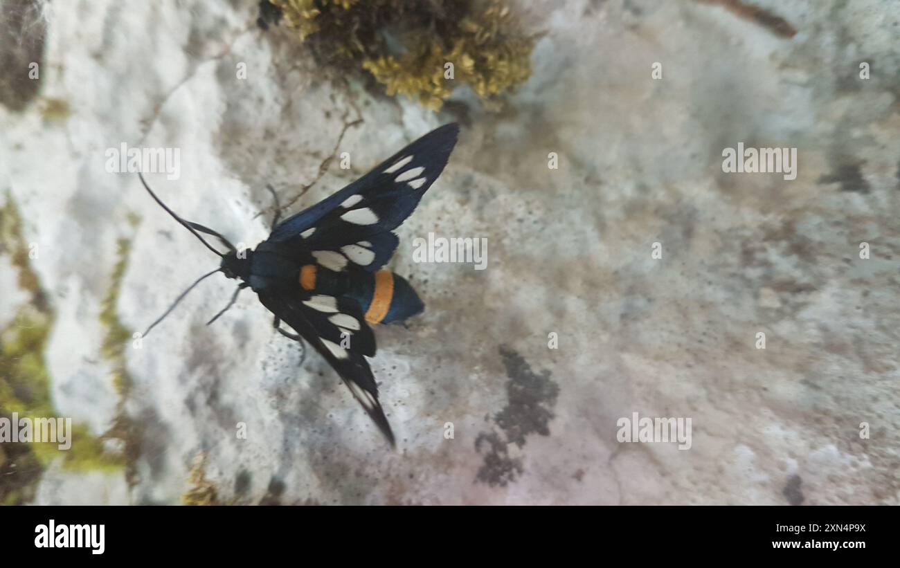 Nine-spotted Moth (Amata phegea) Insecta Stock Photo - Alamy