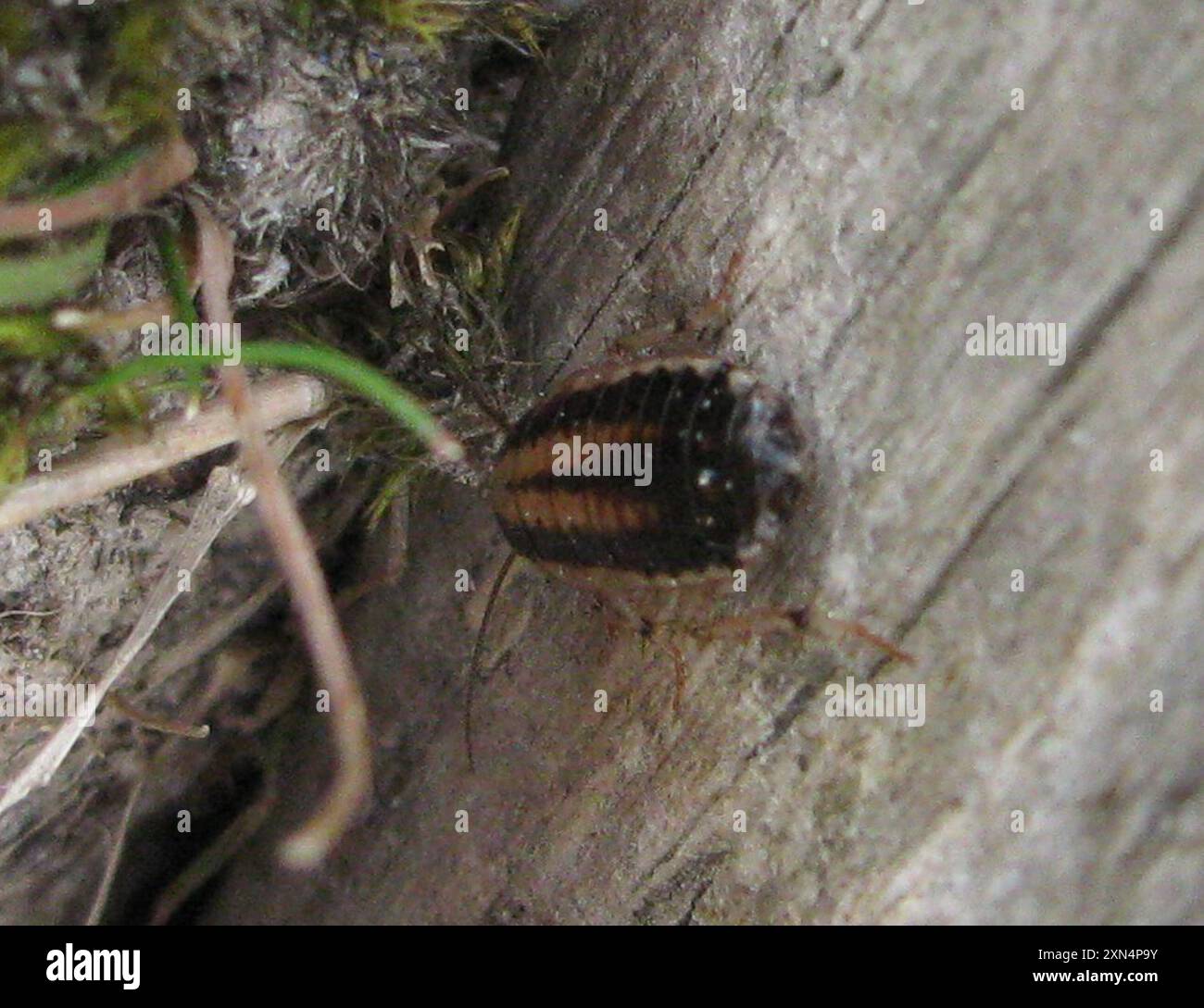 Giant and Wood Cockroaches (Blaberoidea) Insecta Stock Photo - Alamy