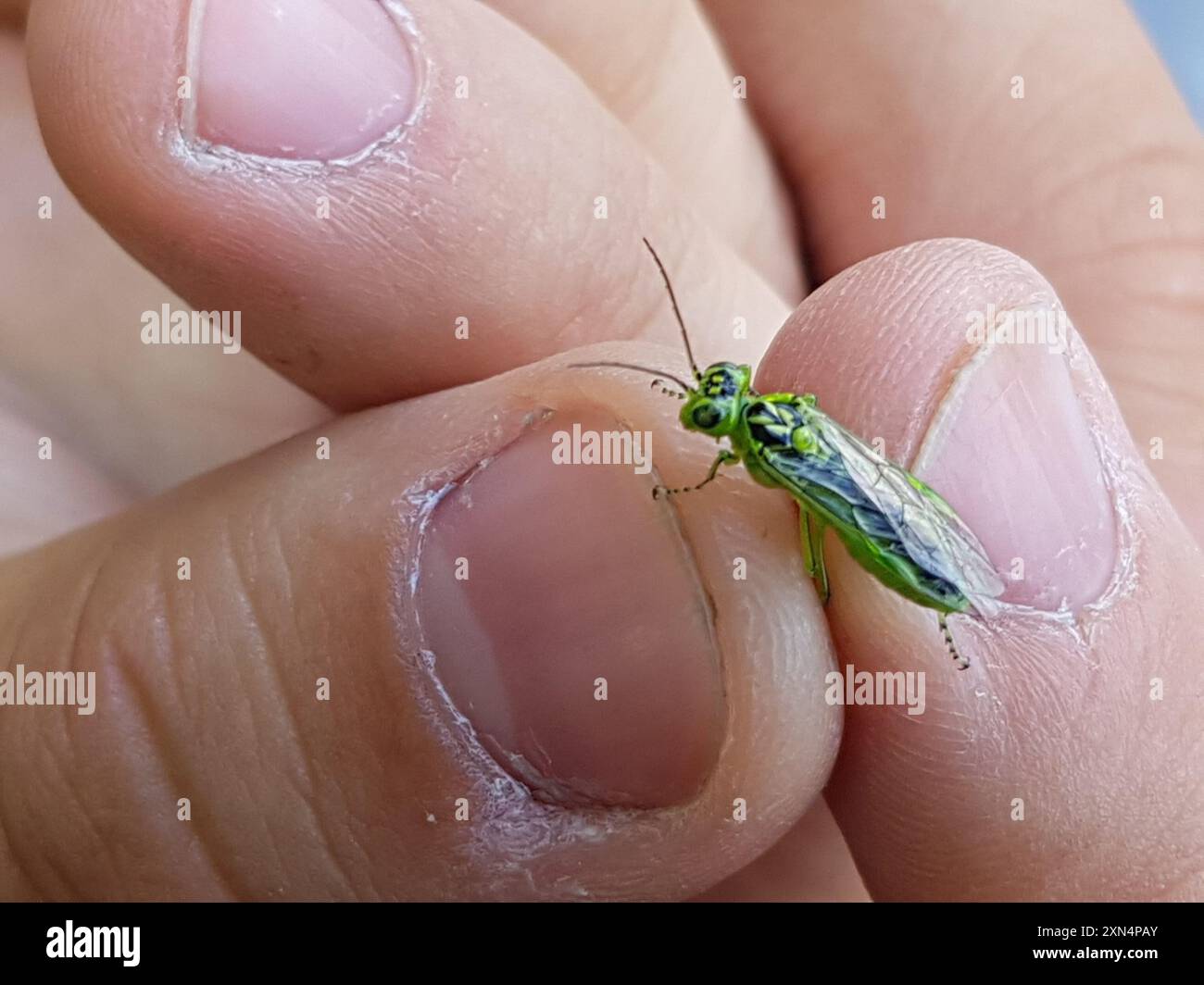 Dark Rhogogaster (Rhogogaster viridis) Insecta Stock Photo - Alamy