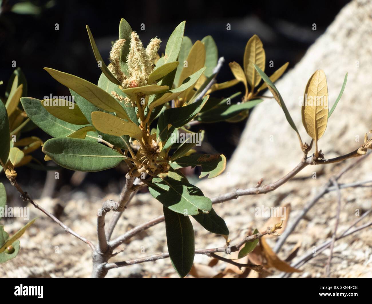 Chinquapin bush hi-res stock photography and images - Alamy