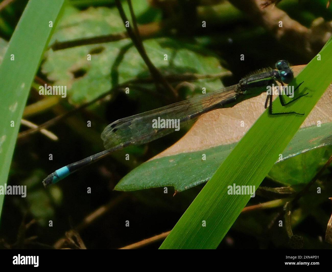 Rambur's Forktail (Ischnura ramburii) Insecta Stock Photo - Alamy