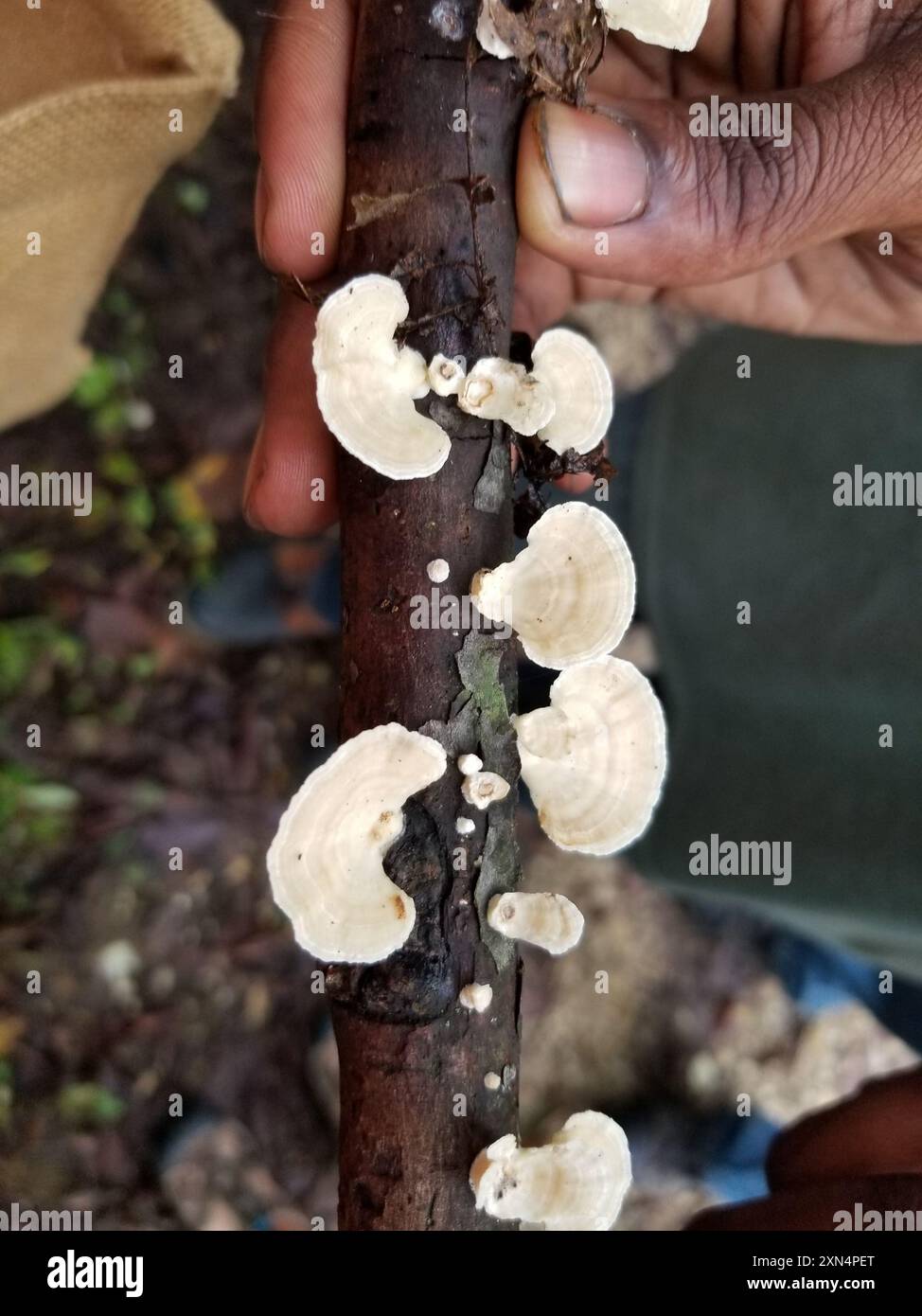 little nest polypore (Trametes conchifer) Fungi Stock Photo - Alamy