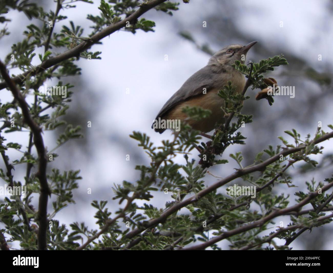 Sylvietta hi-res stock photography and images - Alamy