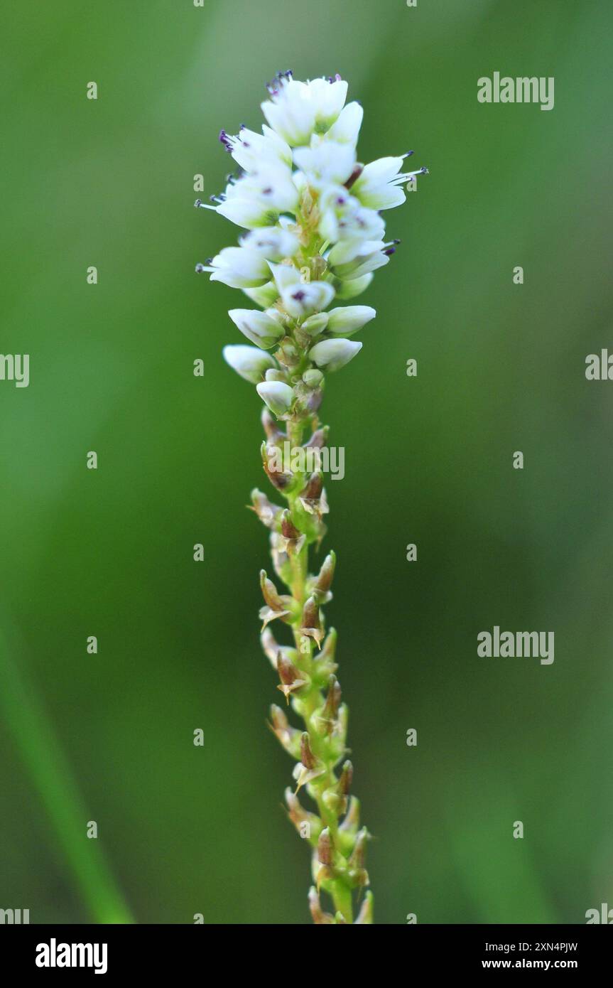 alpine bistort (Bistorta vivipara) Plantae Stock Photo - Alamy