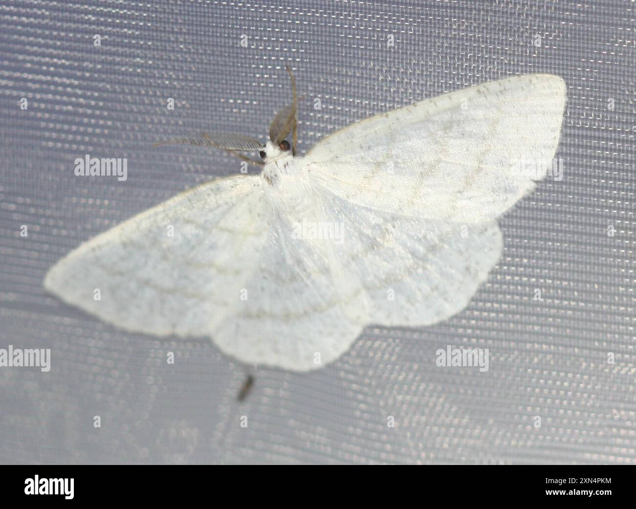 Common White Wave (Cabera pusaria) Insecta Stock Photo - Alamy