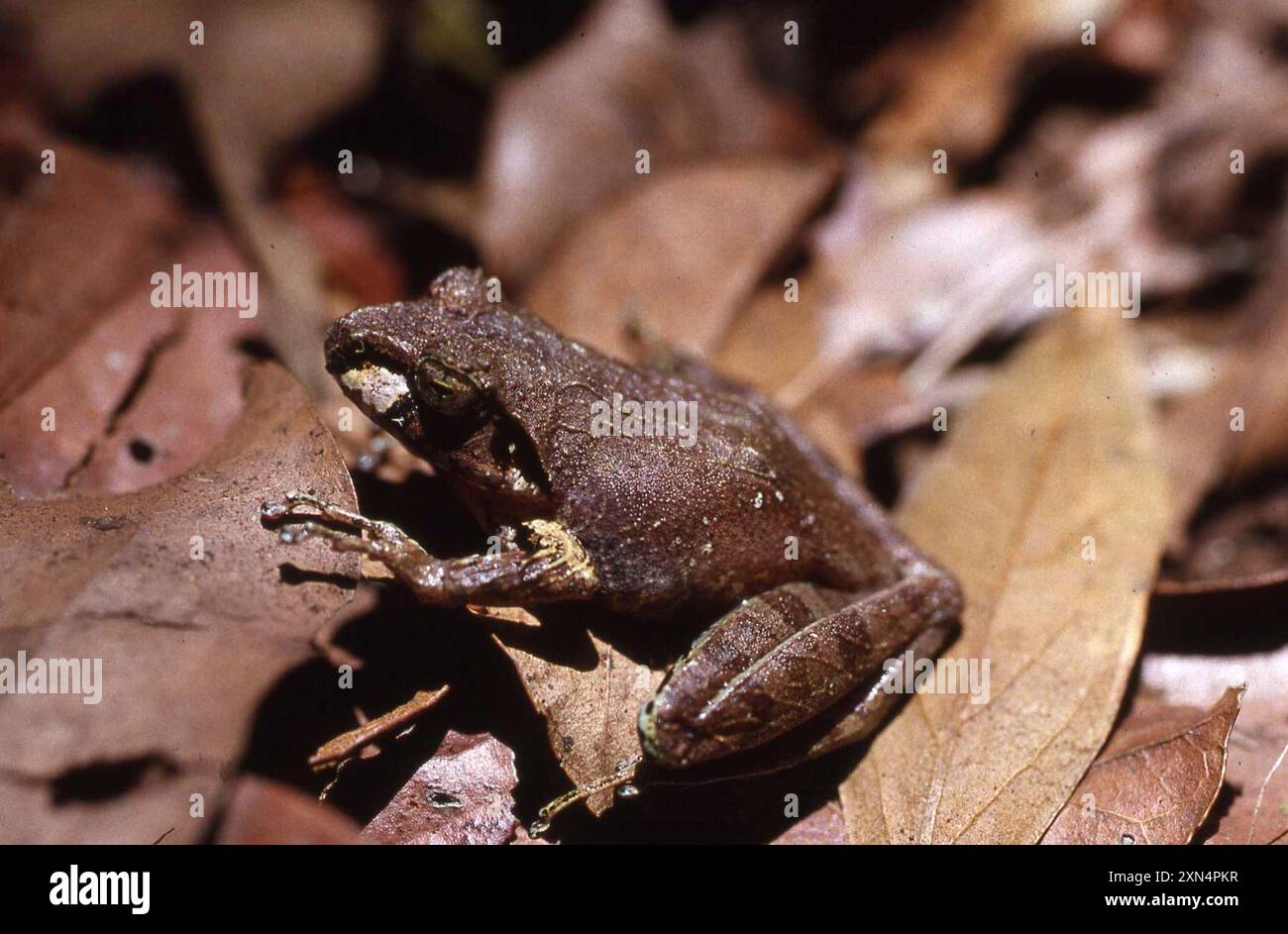 (Gephyromantis ambohitra) Amphibia Stock Photo - Alamy
