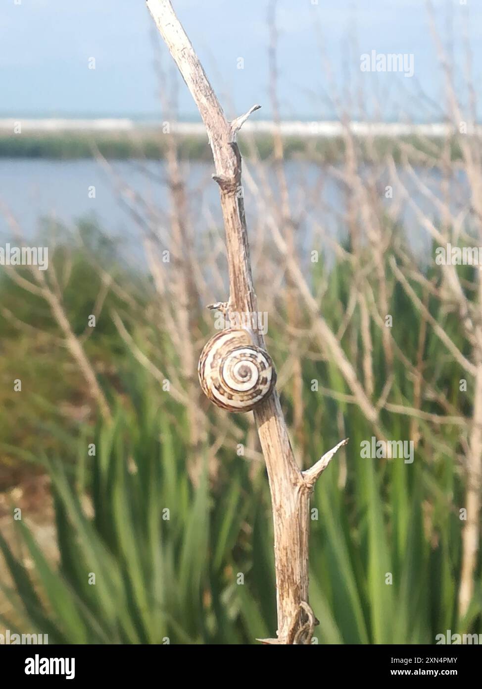 White Italian Snail (Theba pisana) Mollusca Stock Photo - Alamy