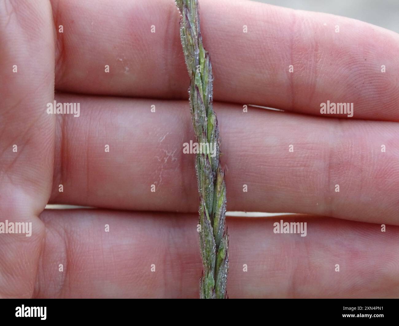 slender wheat grass (Elymus trachycaulus) Plantae Stock Photo - Alamy