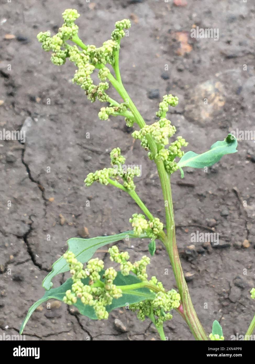 oak-leaved goosefoot (Oxybasis glauca) Plantae Stock Photo - Alamy