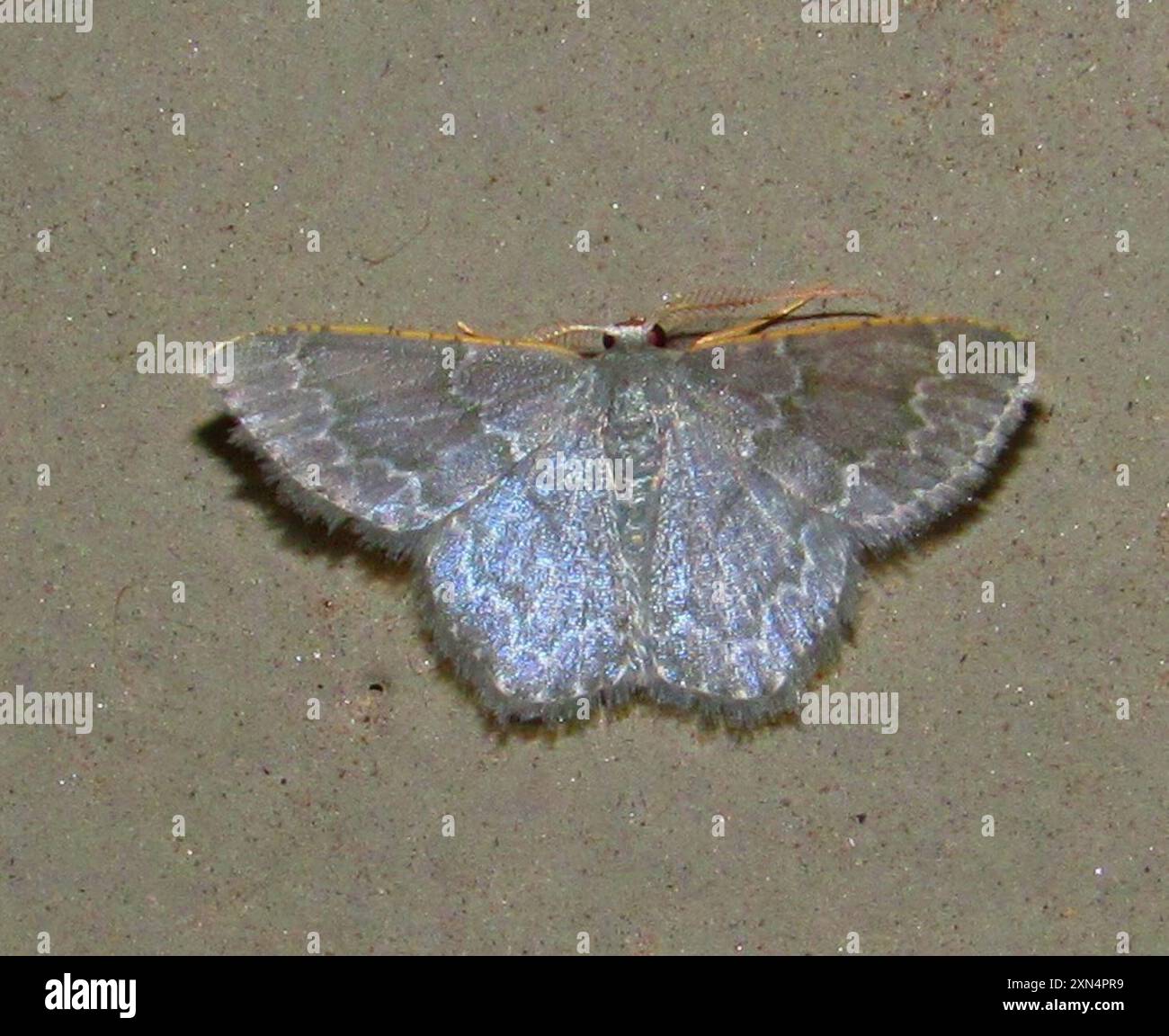 Fulsome Emerald (Chloropteryx paularia) Insecta Stock Photo - Alamy