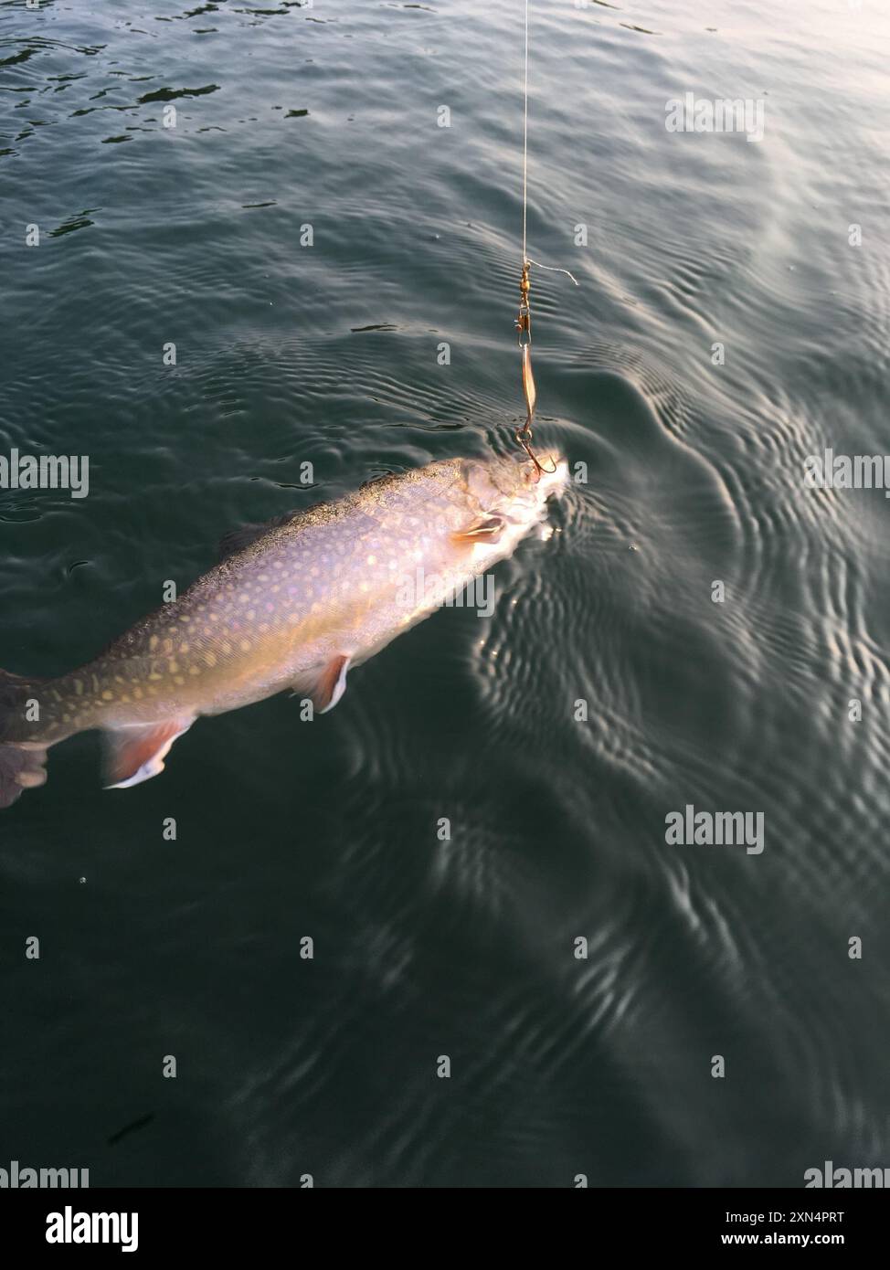 Brook Trout (Salvelinus fontinalis) Actinopterygii Stock Photo - Alamy