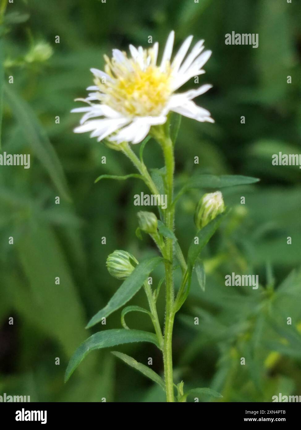 Small White Aster (Symphyotrichum racemosum) Plantae Stock Photo - Alamy