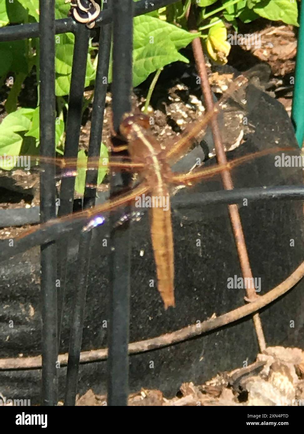 Flame Skimmer (Libellula saturata) Insecta Stock Photo - Alamy