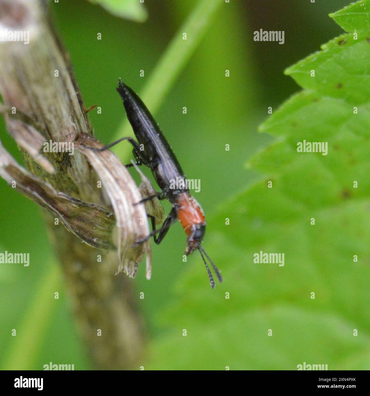 Clover Stem Borer (Languria mozardi) Insecta Stock Photo - Alamy