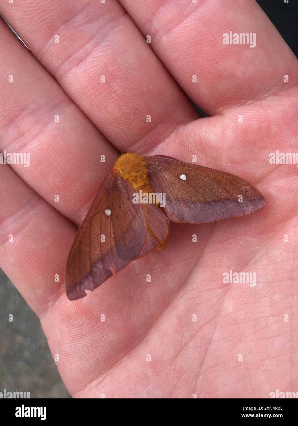 Pink-striped Oakworm Moth (Anisota virginiensis) Insecta Stock Photo ...