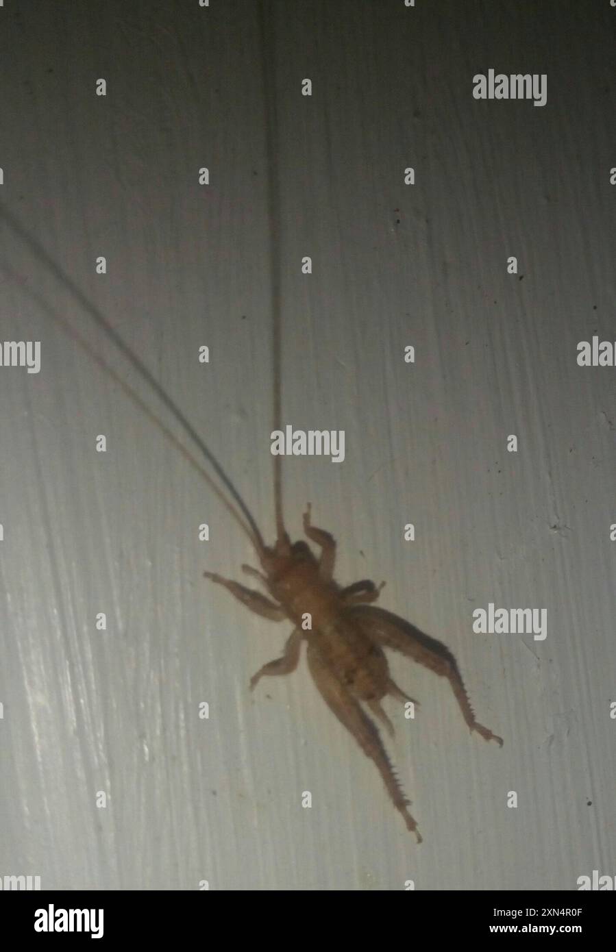 Hapithus hi-res stock photography and images - Alamy