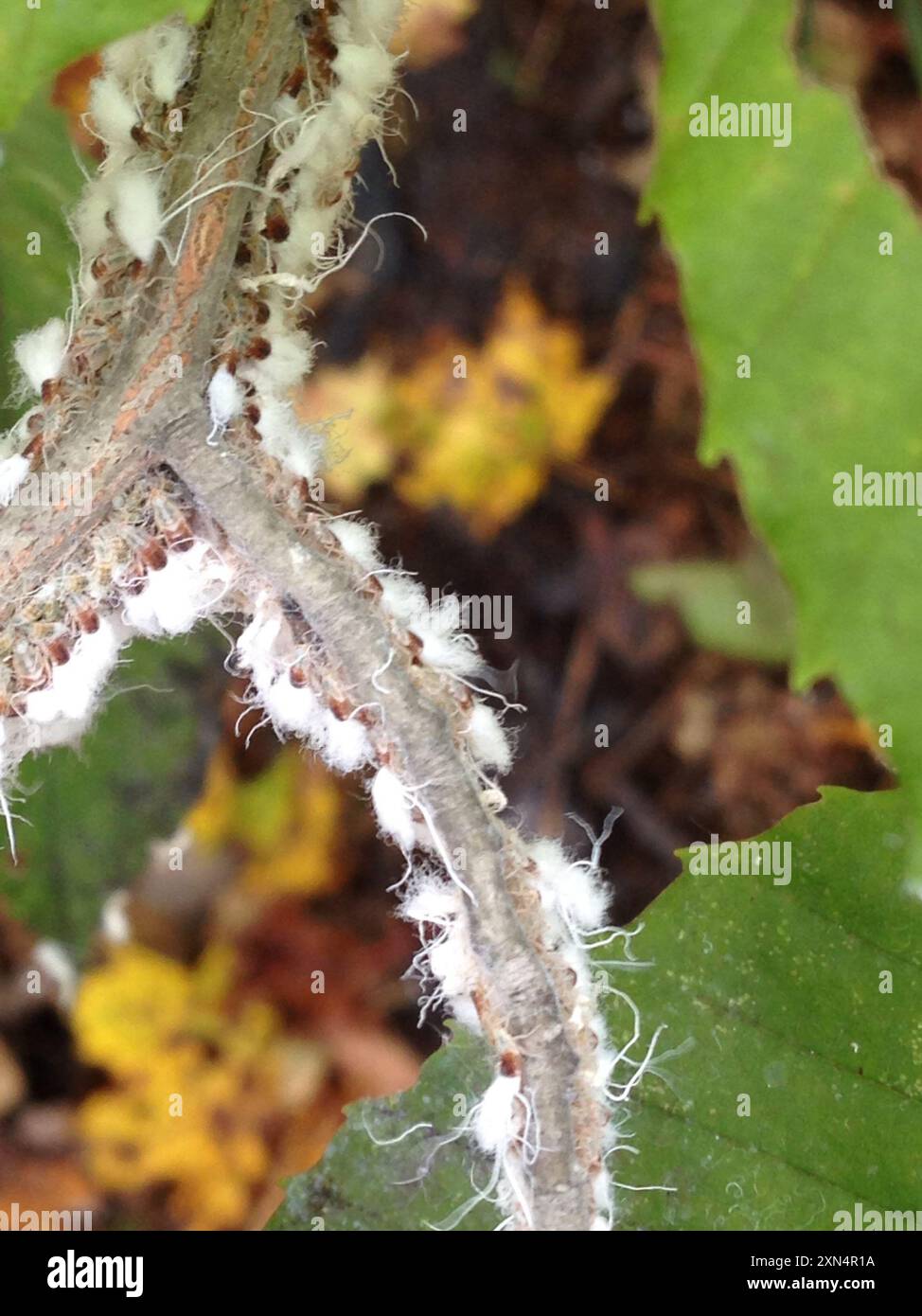 Beech blight aphid hi-res stock photography and images - Alamy