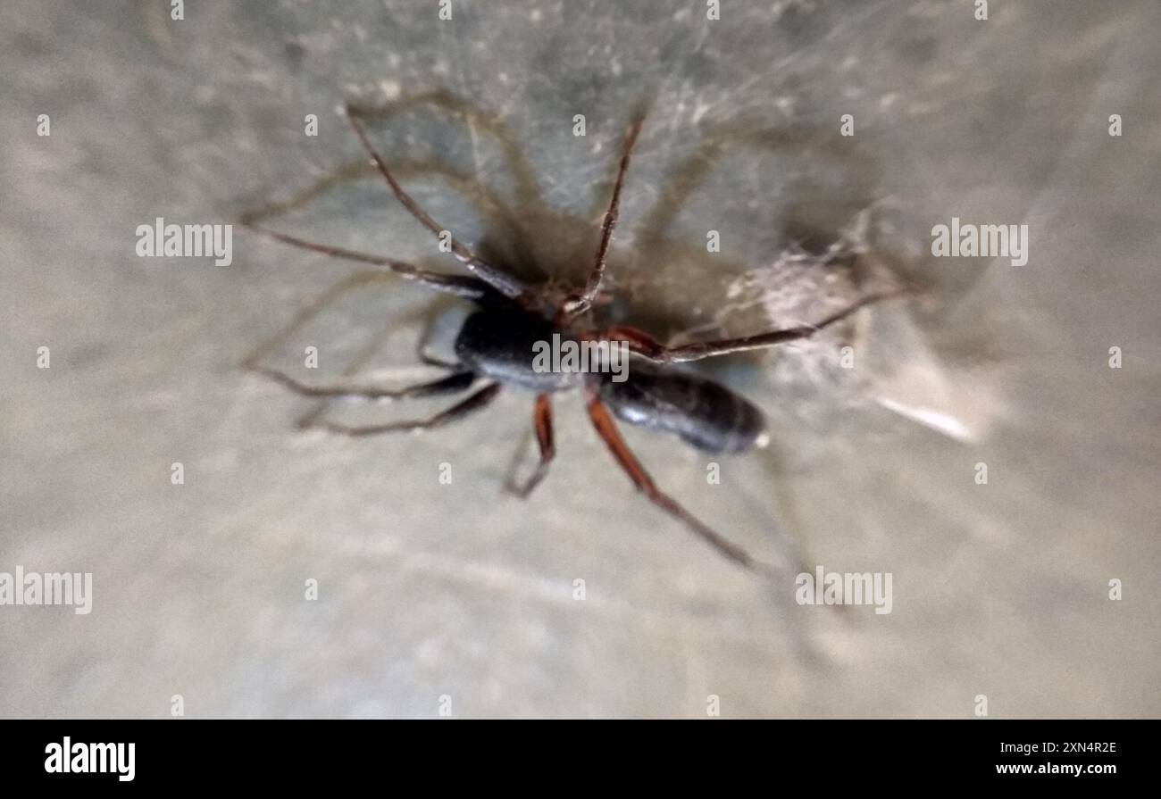 Ground and Ant-mimic Sac Spiders (Corinnidae) Arachnida Stock Photo - Alamy