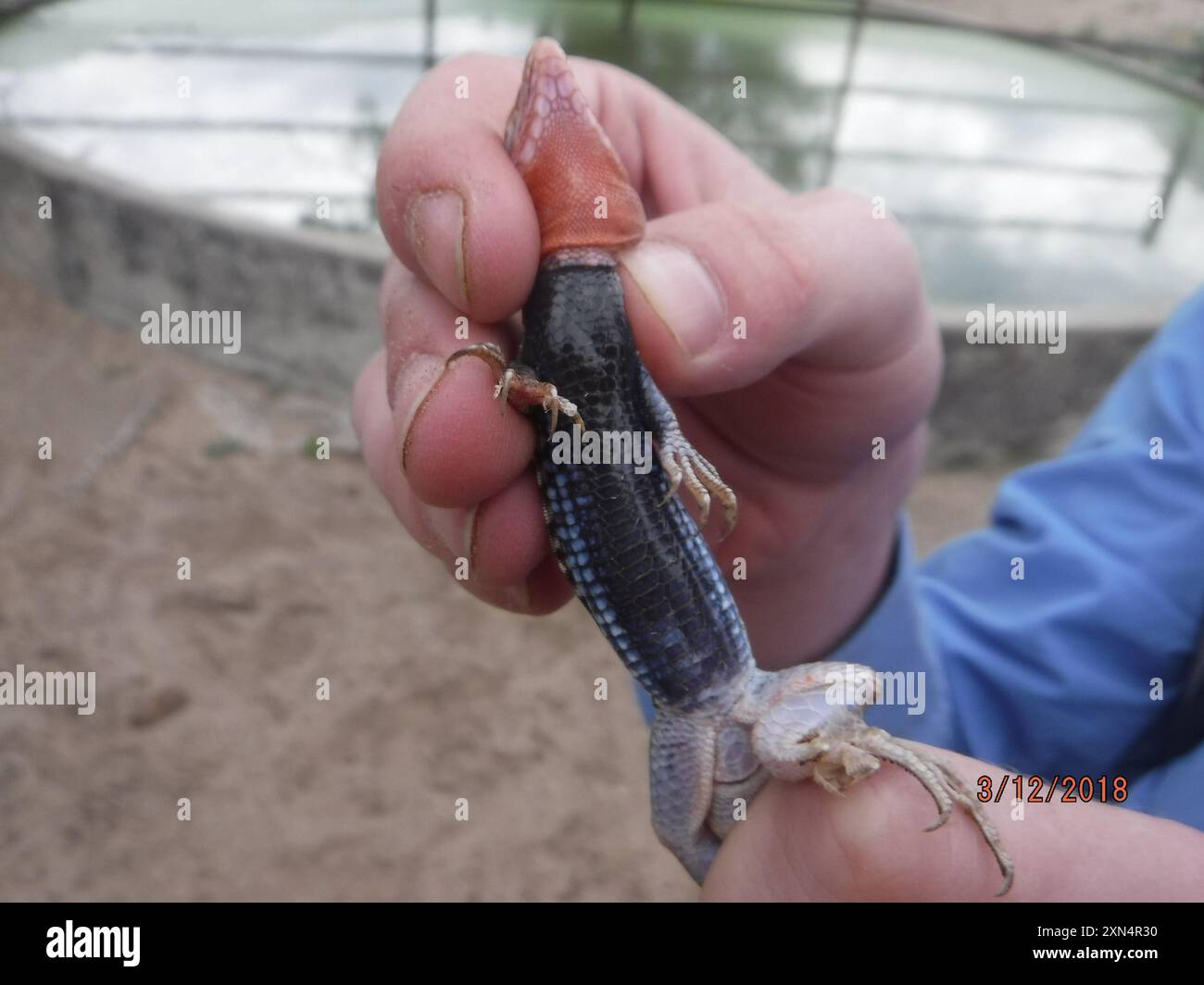 Common Spotted Whiptail (Aspidoscelis gularis) Reptilia Stock Photo - Alamy