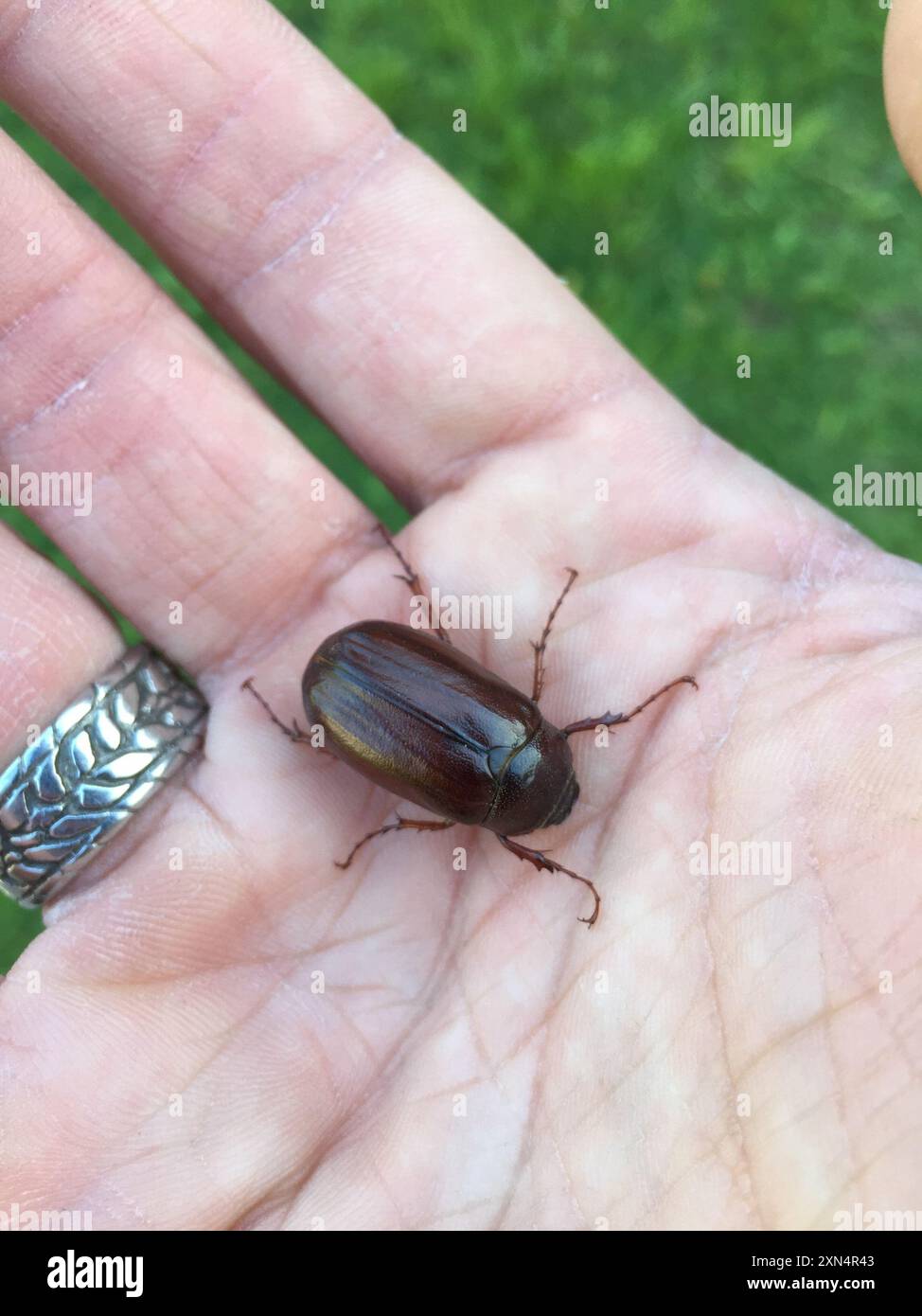 May Beetles (Phyllophaga) Insecta Stock Photo - Alamy