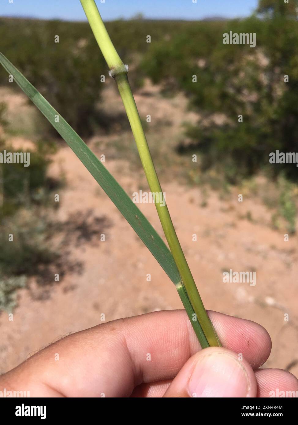 Cane Bluestem (Bothriochloa barbinodis) Plantae Stock Photo - Alamy