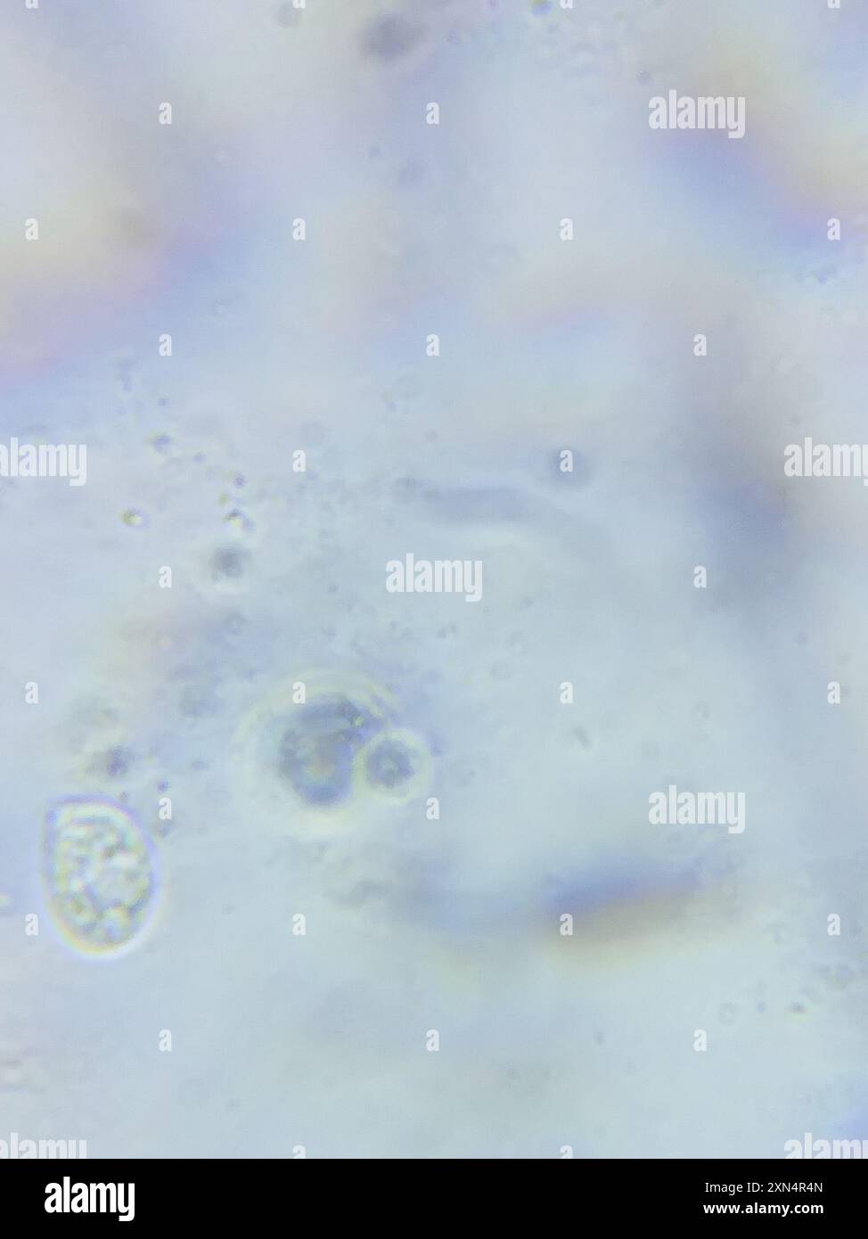 Iodine Bonnet (Mycena filopes) Fungi Stock Photo - Alamy