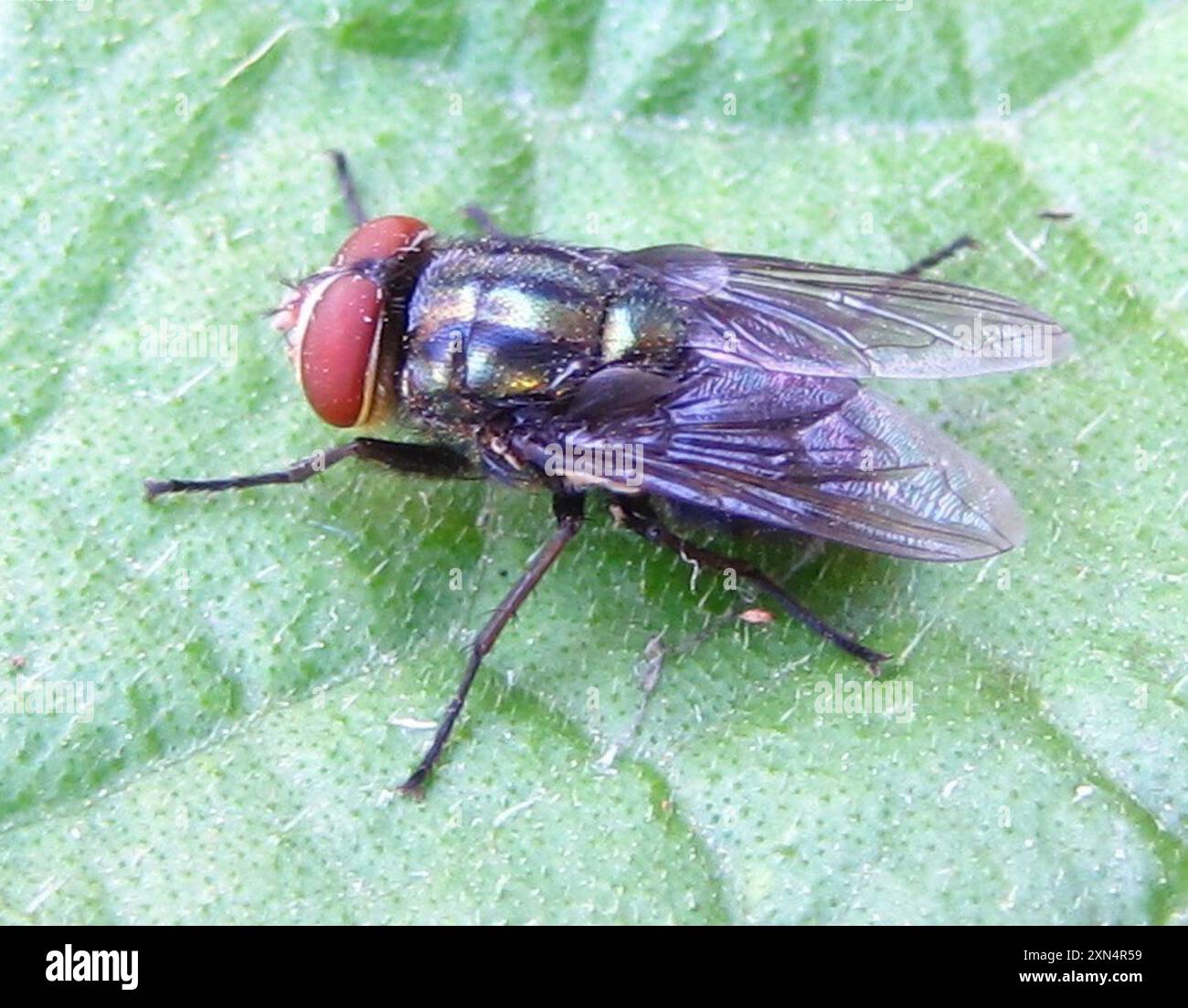Secondary Screwworm Fly (Cochliomyia macellaria) Insecta Stock Photo ...