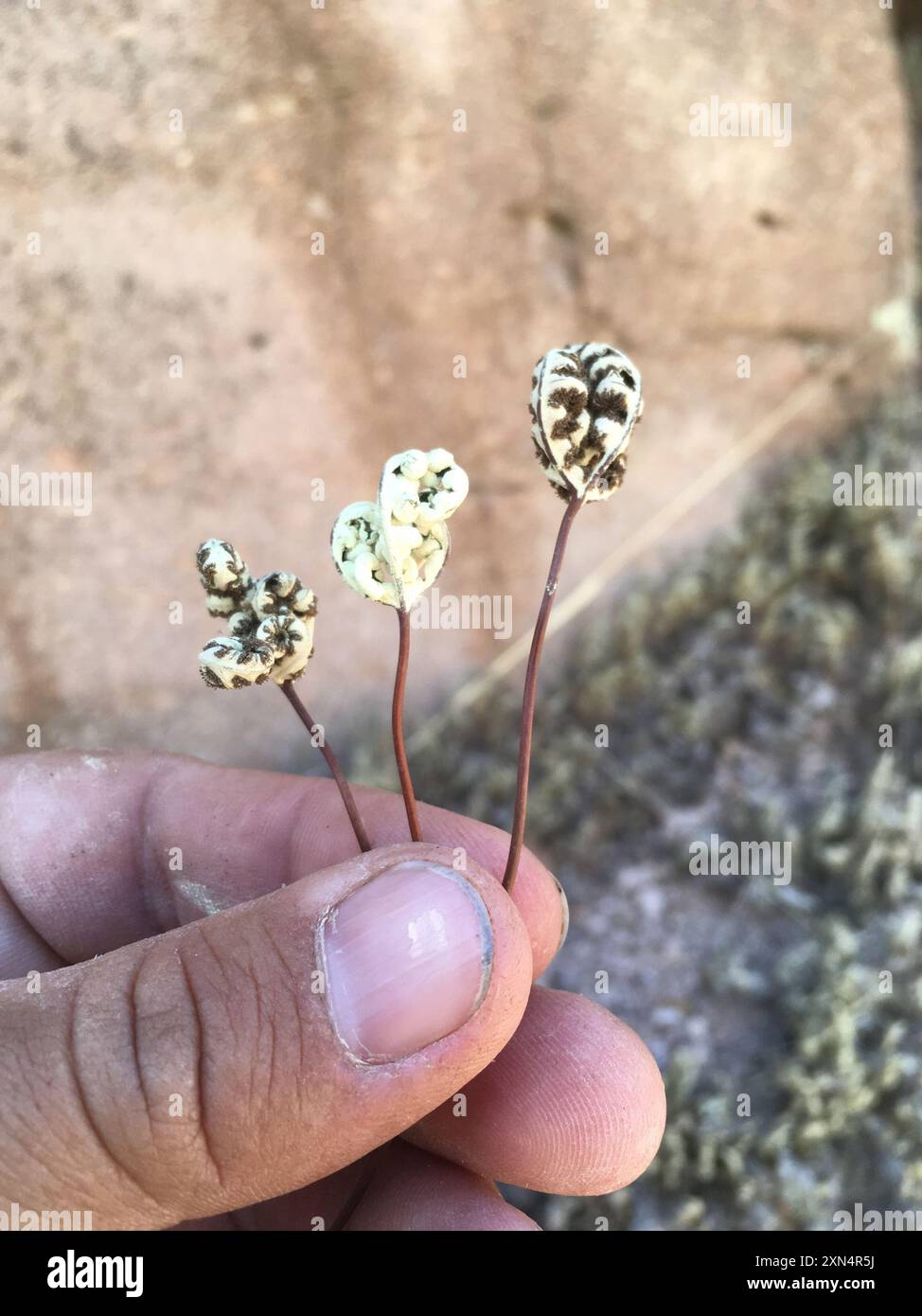 star cloak fern (Notholaena standleyi) Plantae Stock Photo - Alamy