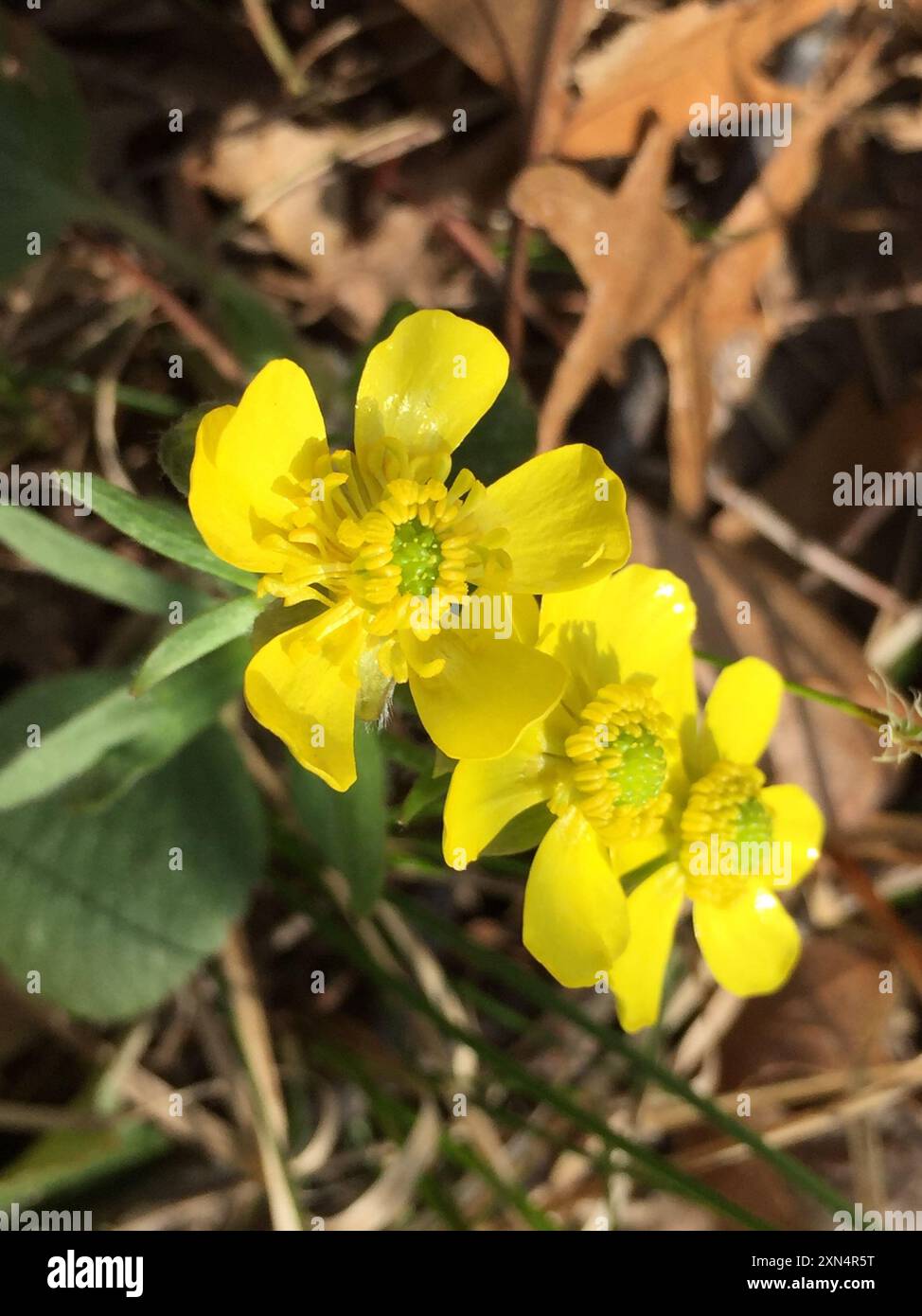 Prairie Buttercup (Ranunculus rhomboideus) Plantae Stock Photo - Alamy