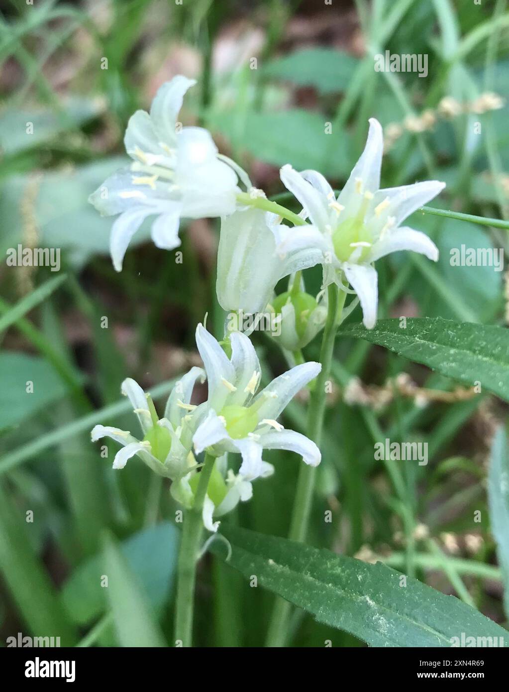 flowering plants (Angiospermae) Plantae Stock Photo - Alamy