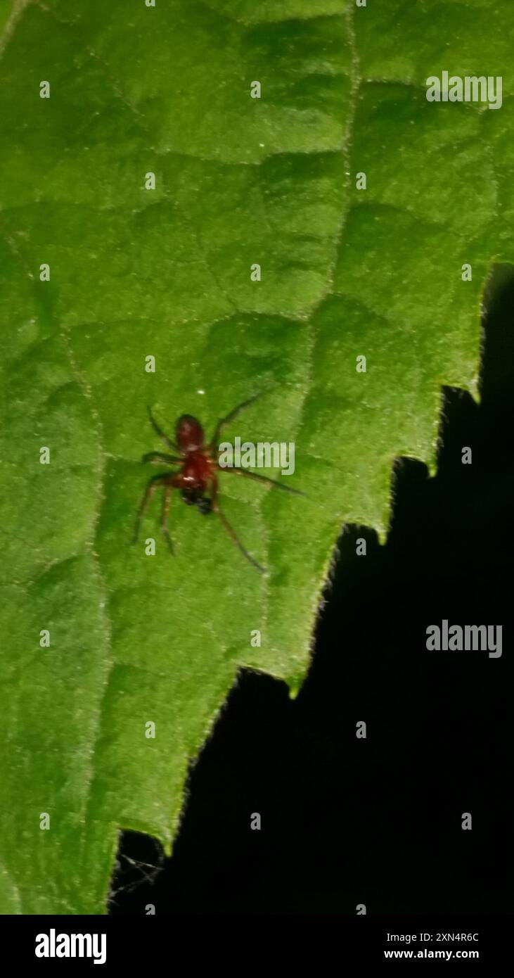 Meshweavers (Dictynidae) Arachnida Stock Photo - Alamy