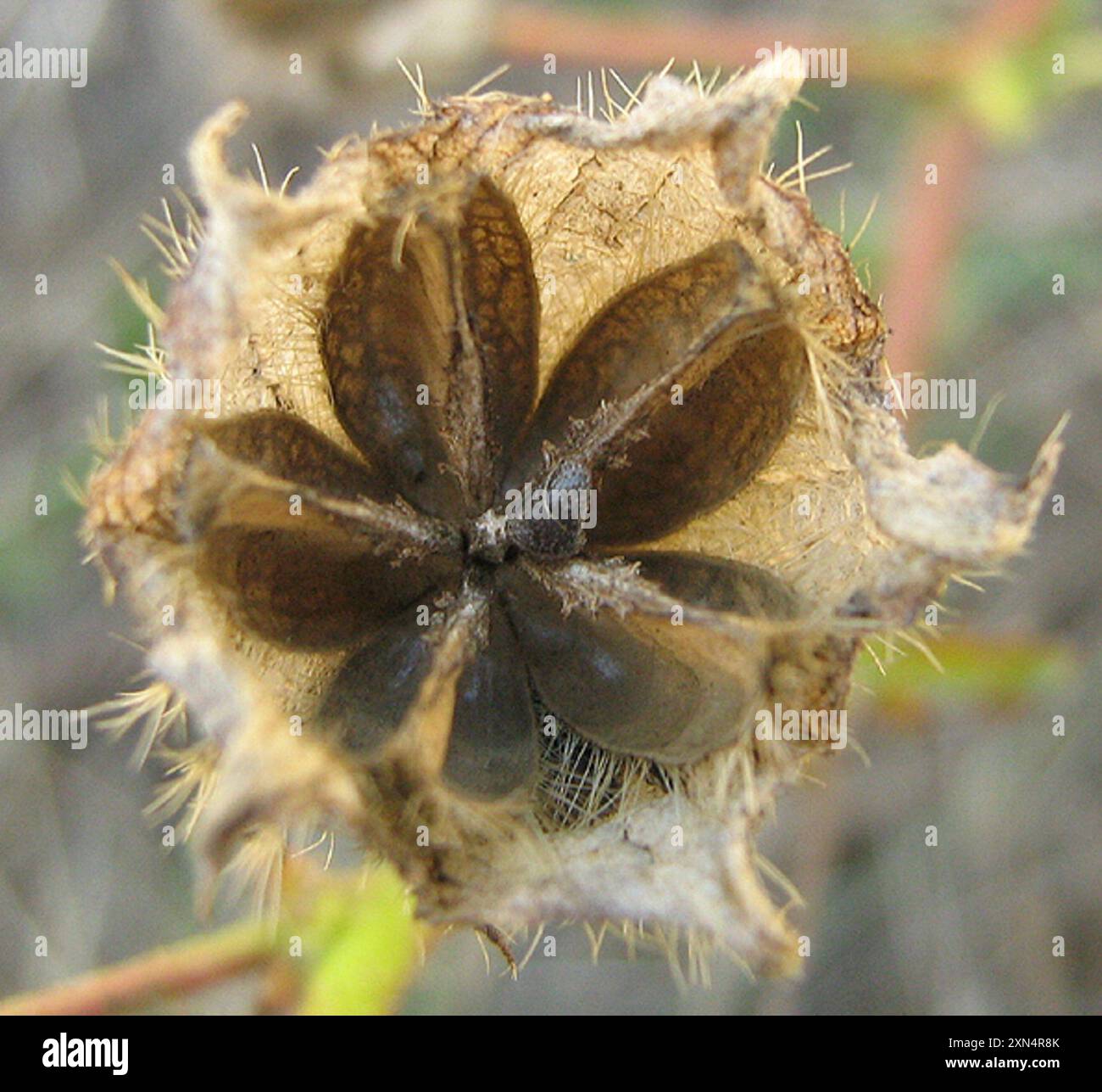 flower-of-an-hour (Hibiscus trionum) Plantae Stock Photo - Alamy