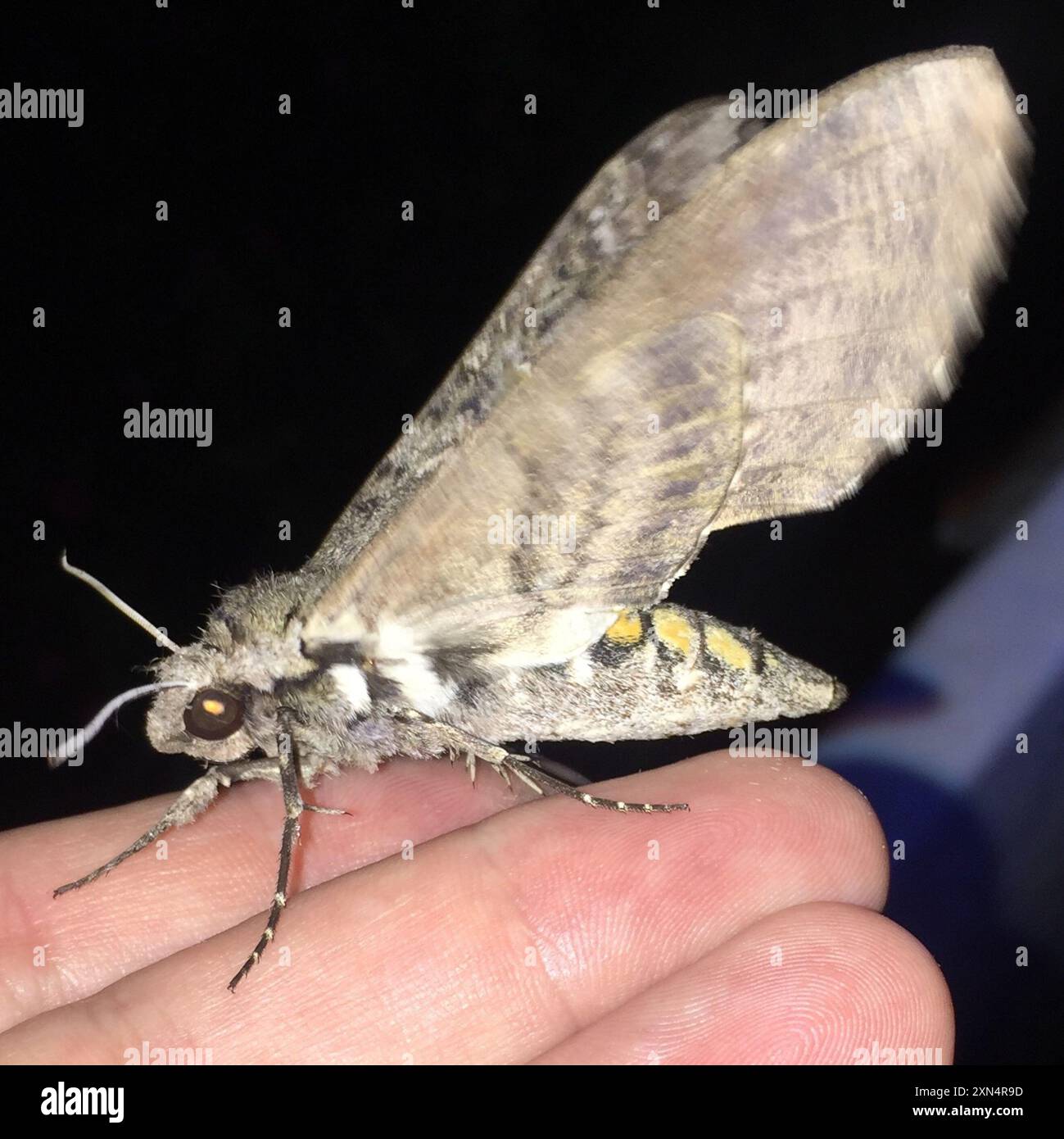 Carolina Sphinx (Manduca sexta) Insecta Stock Photo - Alamy