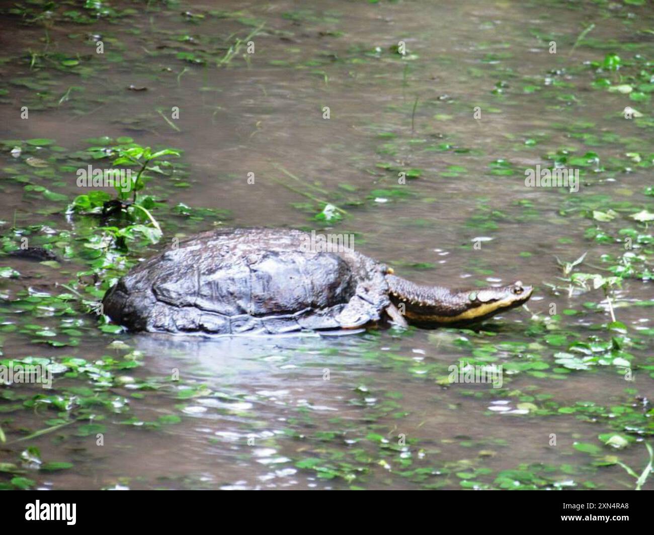 Tectifera hi-res stock photography and images - Alamy
