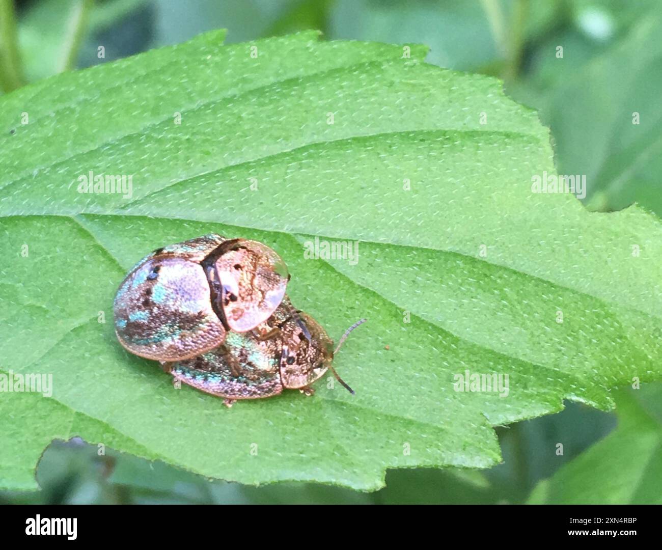 Wild Olive Tortoise Beetle (Physonota alutacea) Insecta Stock Photo - Alamy