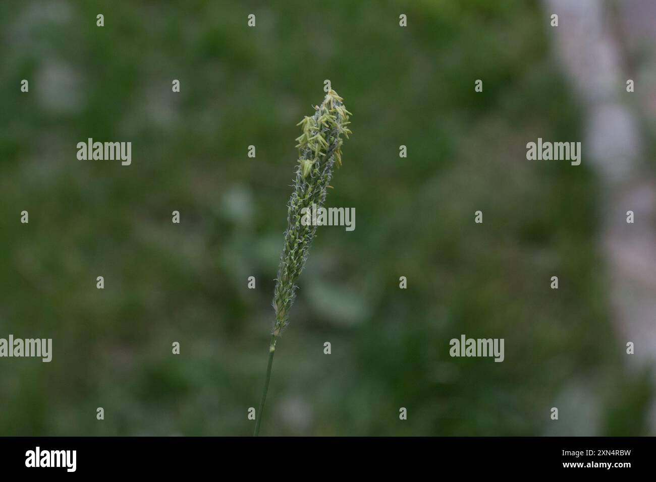 Creeping Foxtail (Alopecurus arundinaceus) Plantae Stock Photo - Alamy