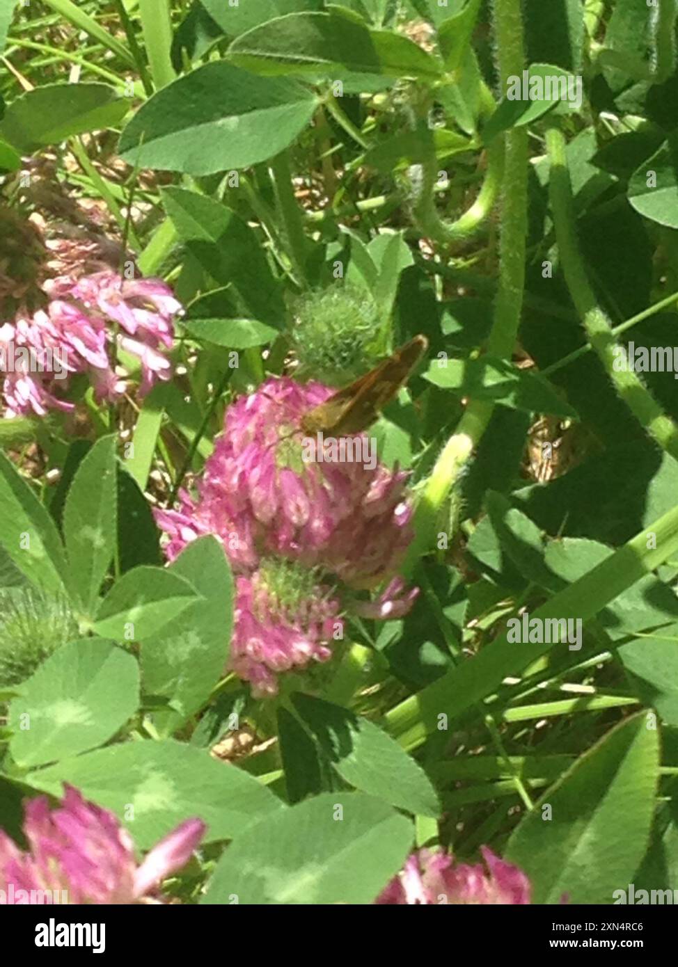 Long Dash (Polites mystic) Insecta Stock Photo - Alamy