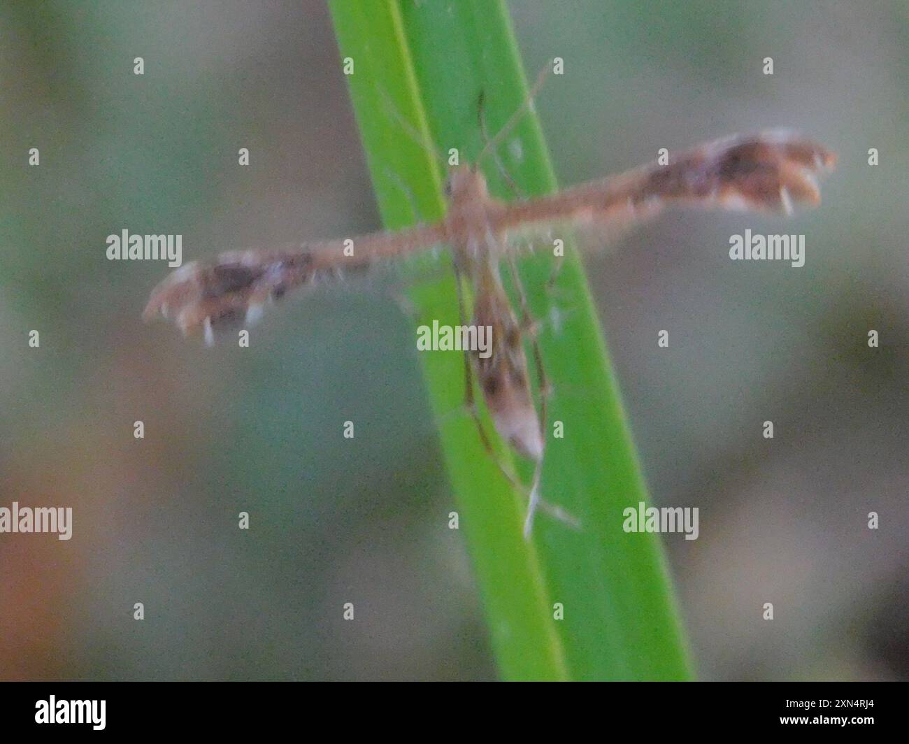 Spiderling Plume Moth (Megalorhipida leucodactylus) Insecta Stock Photo ...