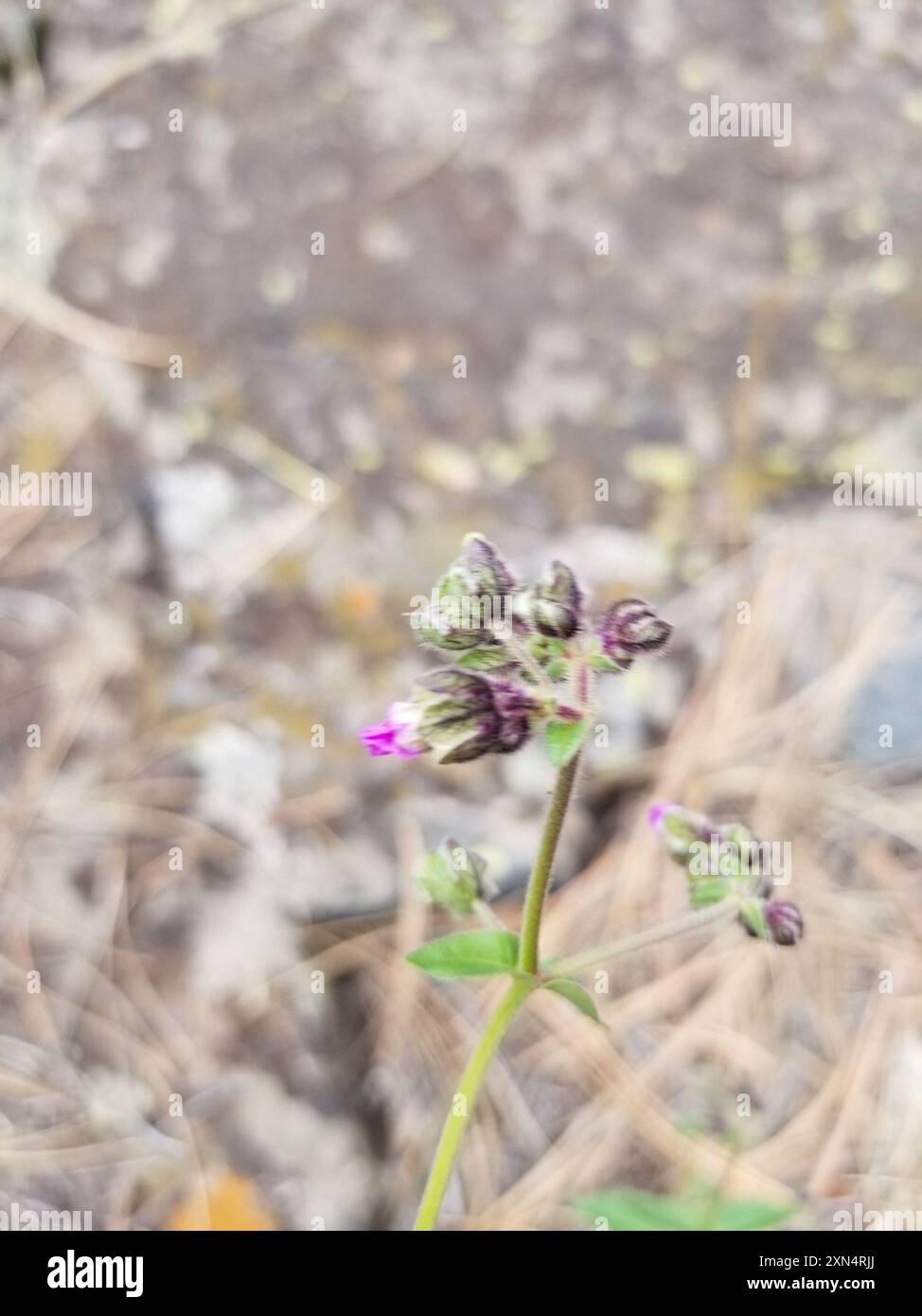Wild Four o'Clock (Mirabilis nyctaginea) Plantae Stock Photo - Alamy