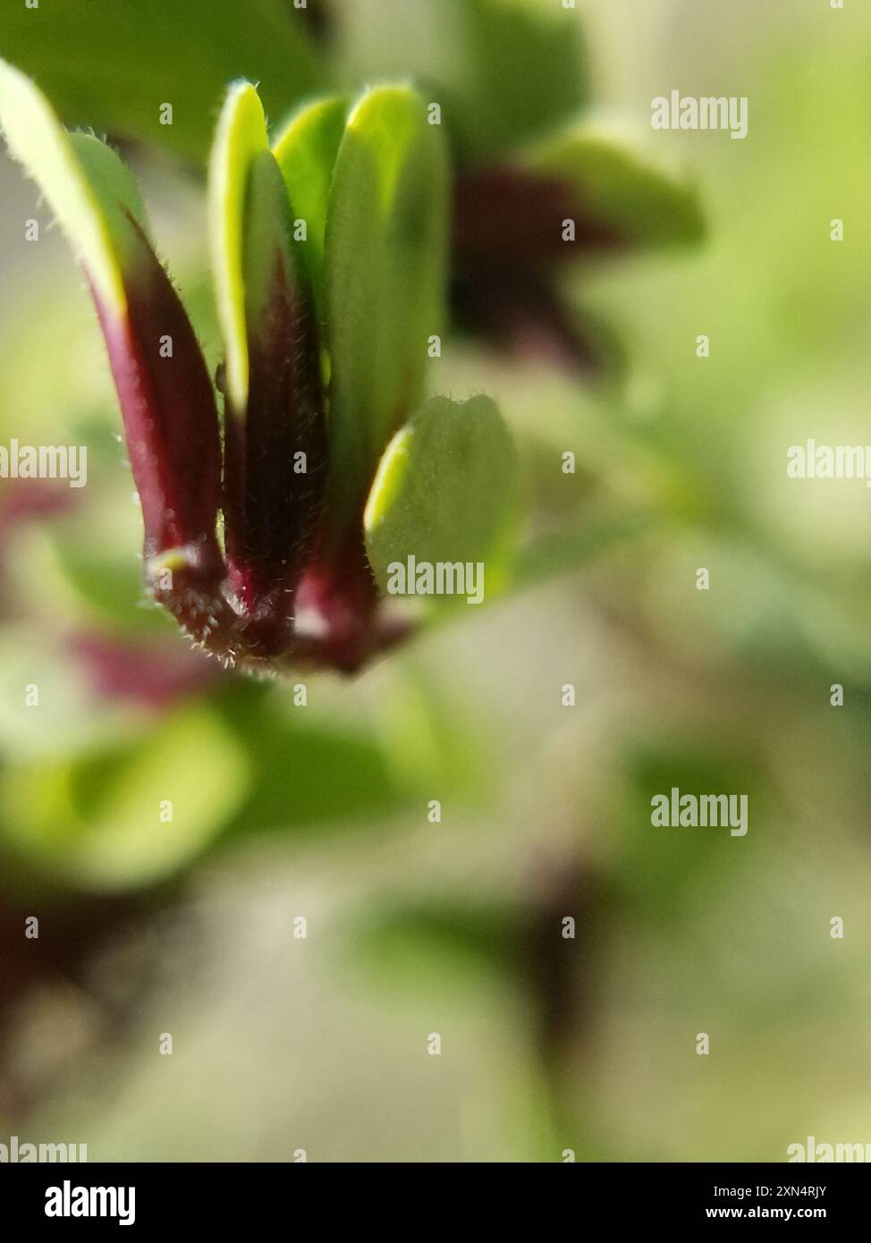 Catclaw Acacia (Senegalia greggii) Plantae Stock Photo - Alamy