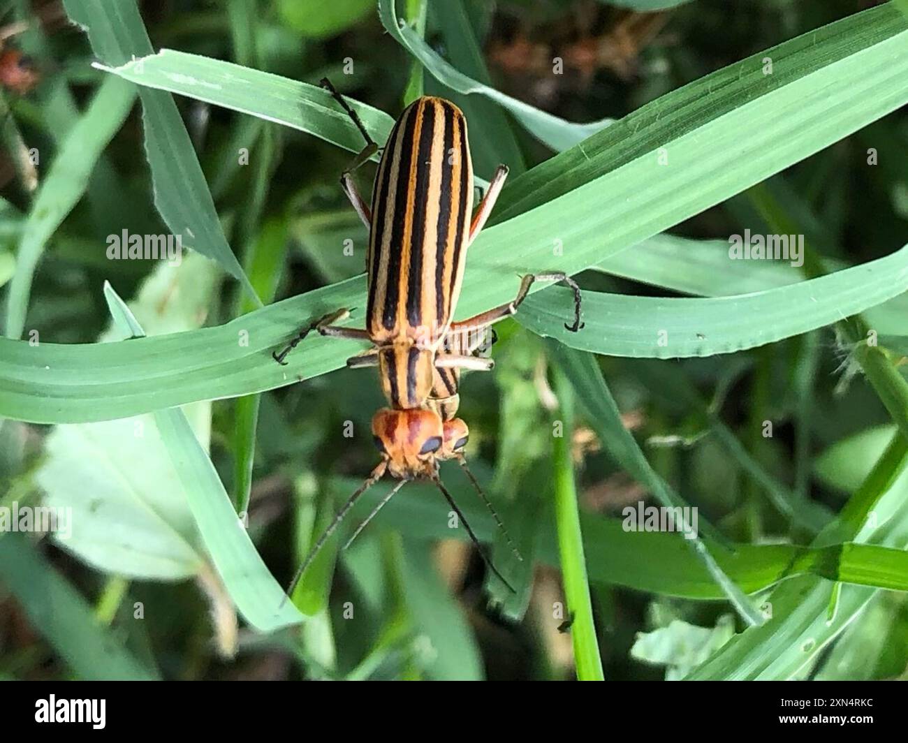 Striped Blister Beetle (Epicauta vittata) Insecta Stock Photo - Alamy