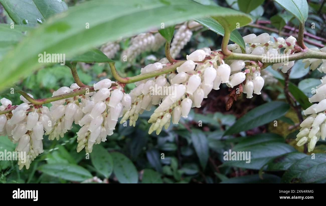Leucothoe fontanesiana hi-res stock photography and images - Alamy