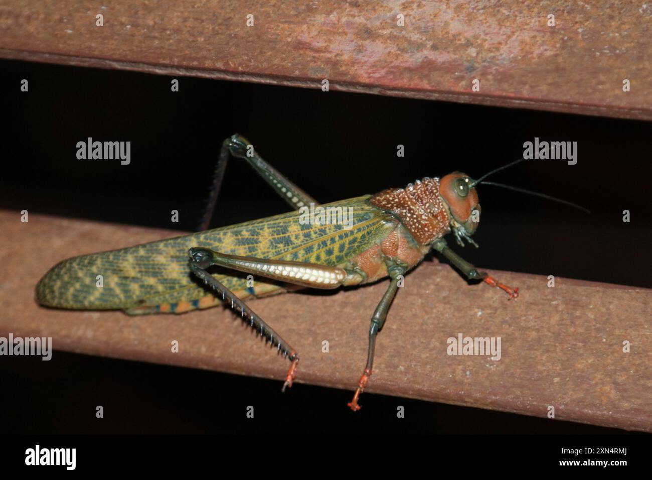 giant red-winged grasshopper (Tropidacris cristata) Insecta Stock Photo ...