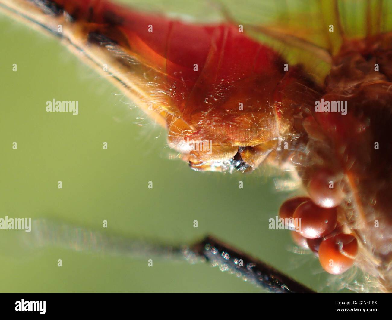 Cherry-faced Meadowhawk (Sympetrum internum) Insecta Stock Photo - Alamy