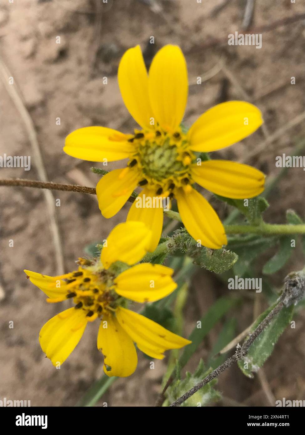 Engelmann daisy (Engelmannia peristenia) Plantae Stock Photo - Alamy