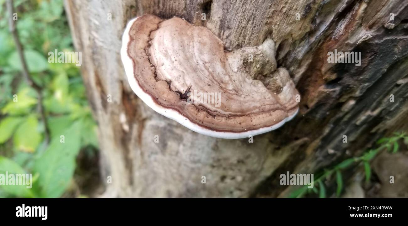 (Ganoderma megaloma) Fungi Stock Photo - Alamy