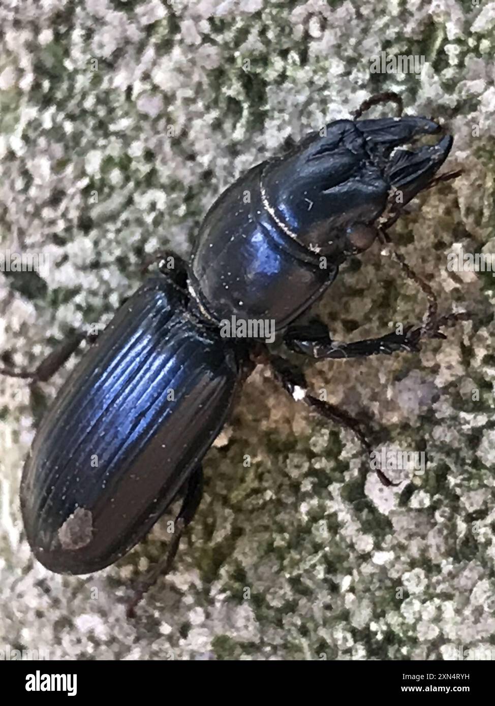 Big-headed Ground Beetle (Scarites subterraneus) Insecta Stock Photo ...