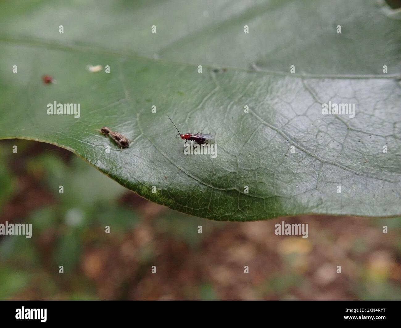 Asobara hi-res stock photography and images - Alamy