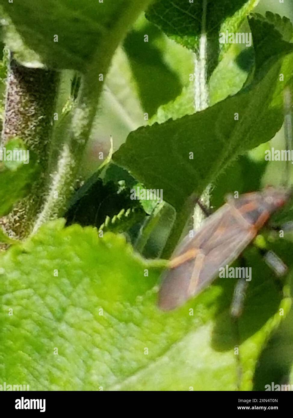 Western Boxelder Bug (Boisea rubrolineata) Insecta Stock Photo - Alamy